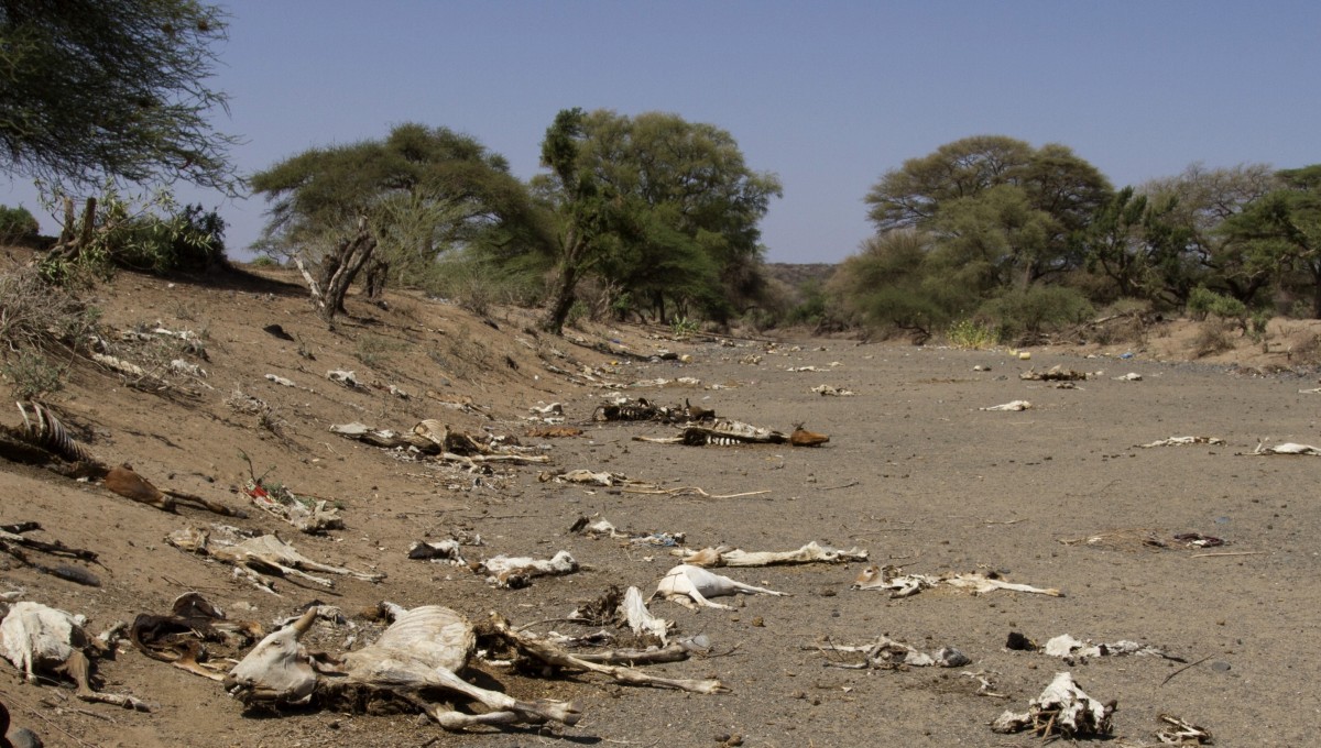 East Africa Food Crisis Appeal, by Lesley Ann Devereux - GOAL Global