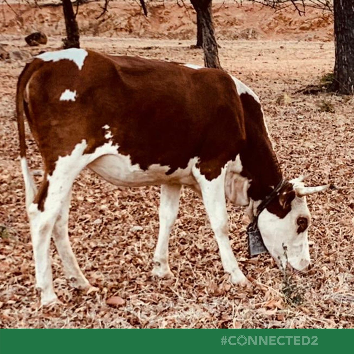 Photo Essay, Snap Shot 2 – Cows #Connected2