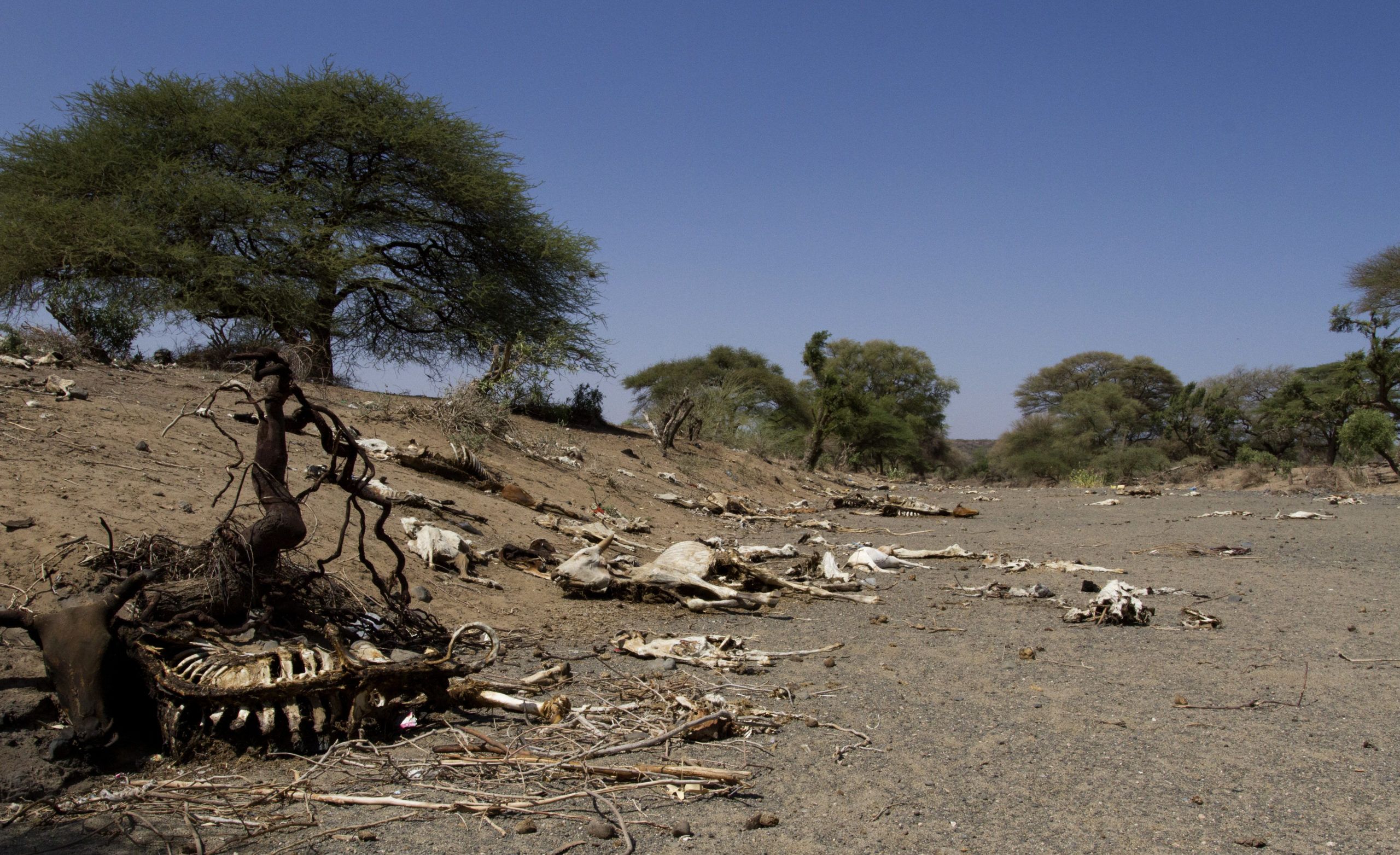 Extreme hunger crisis worsening across East Africa - 23 million people ...