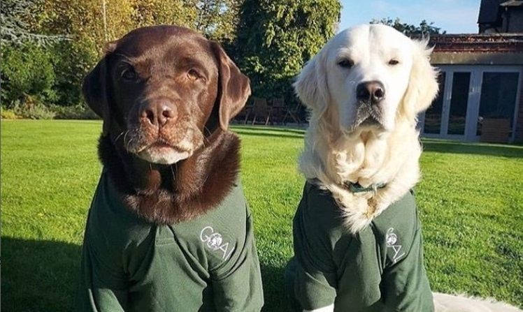 Last call for Irish Doggos and their Owners to run the GOAL Mile this ...