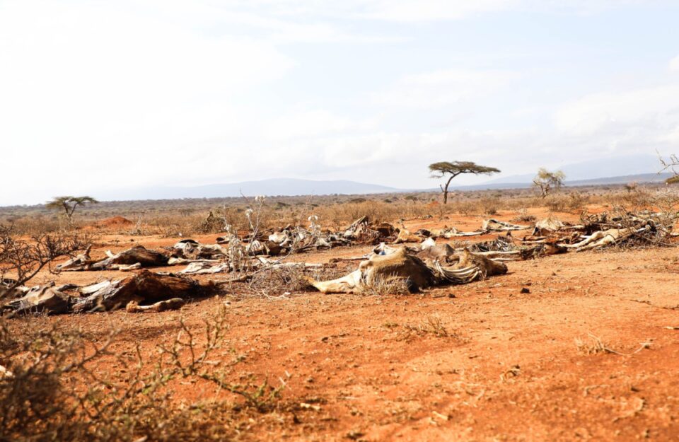 GOAL teams supporting communities fighting drought in Ethiopia - GOAL ...